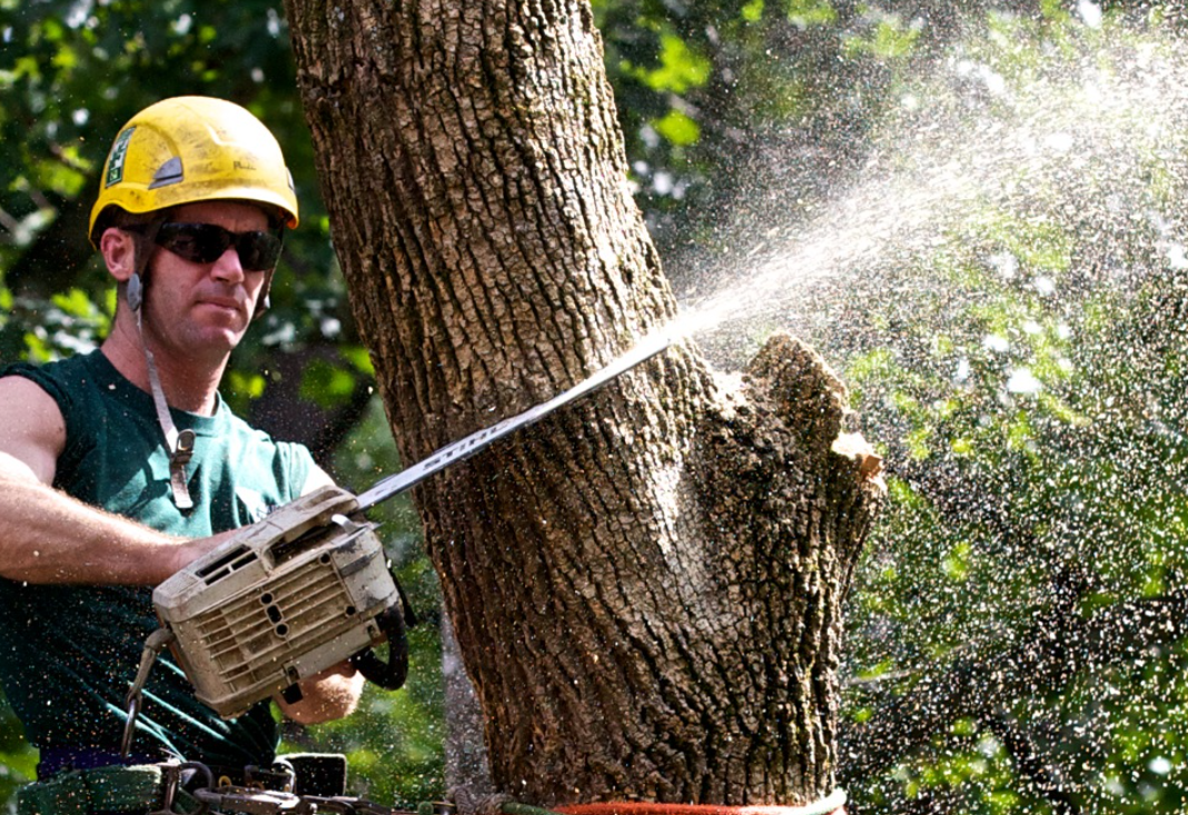 Level 5 Arborist Reports: What They Are, & How Come They Matter?